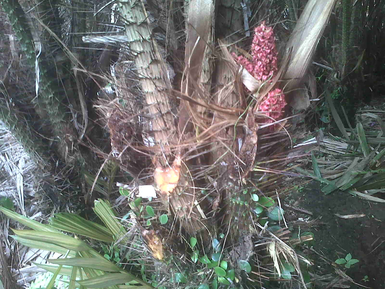 Kliping Bagian-Bagian Bunga Pada Tumbuhan, dan Fungsinya - Tradisi ...