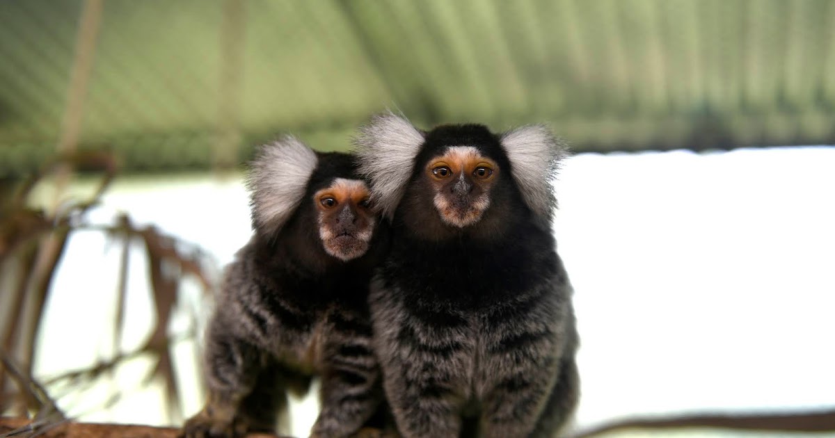 Montevideo: Parques Lecocq, Villa Dolores y Punta Espinillo permanecen ...