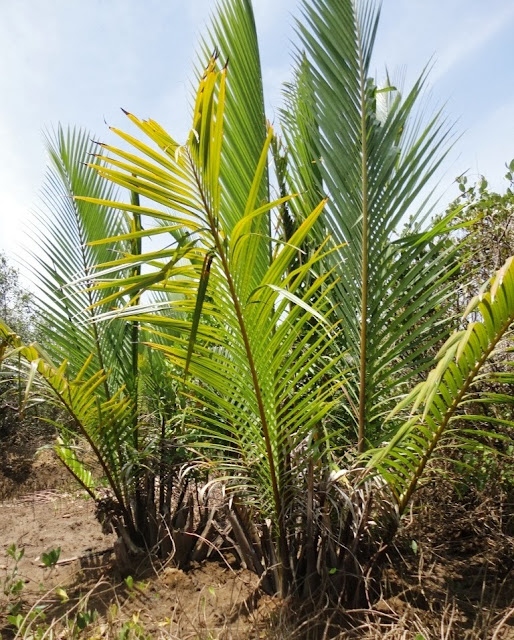 Berbagi Pengetahuan: MANFAAT NIPAH