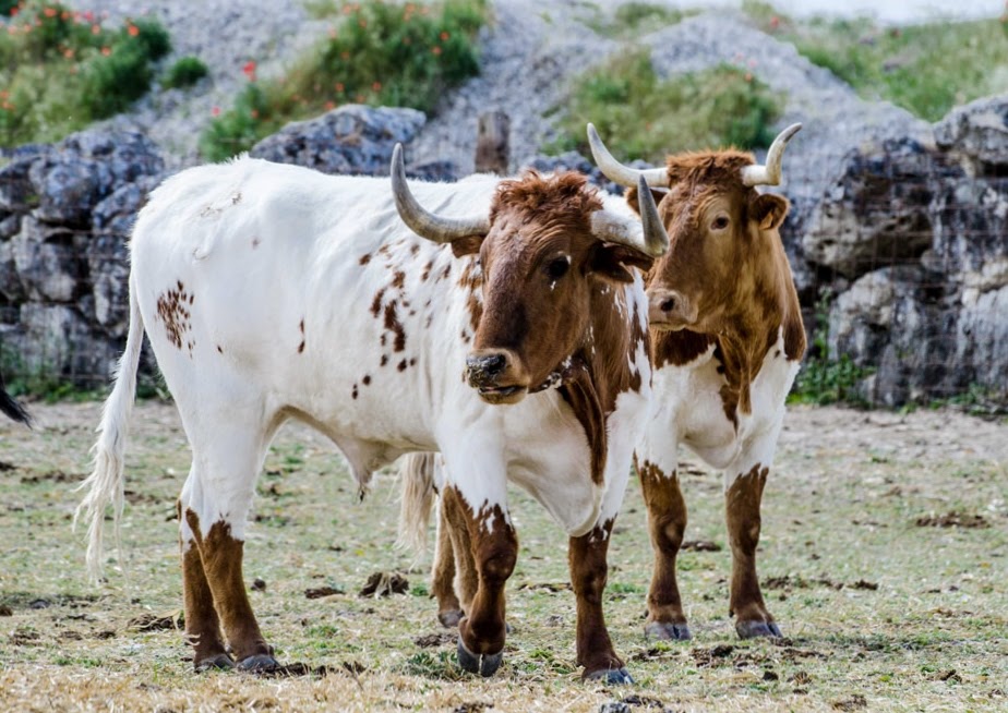 Mejor bueyes que leyes | Décimas Espinelas y Poemas
