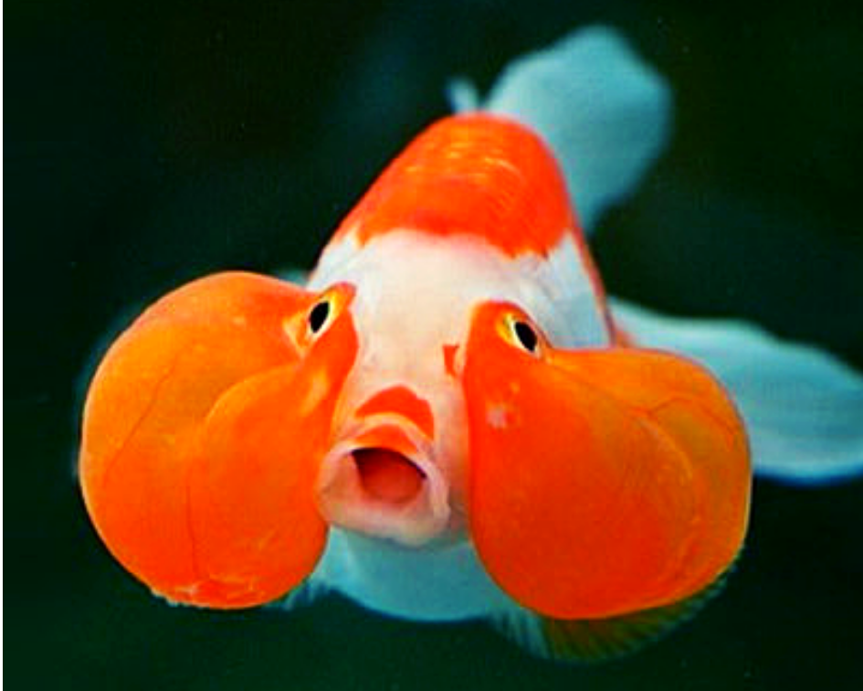 Torba Gozlu Japon Baligi | BALIK RESMİ