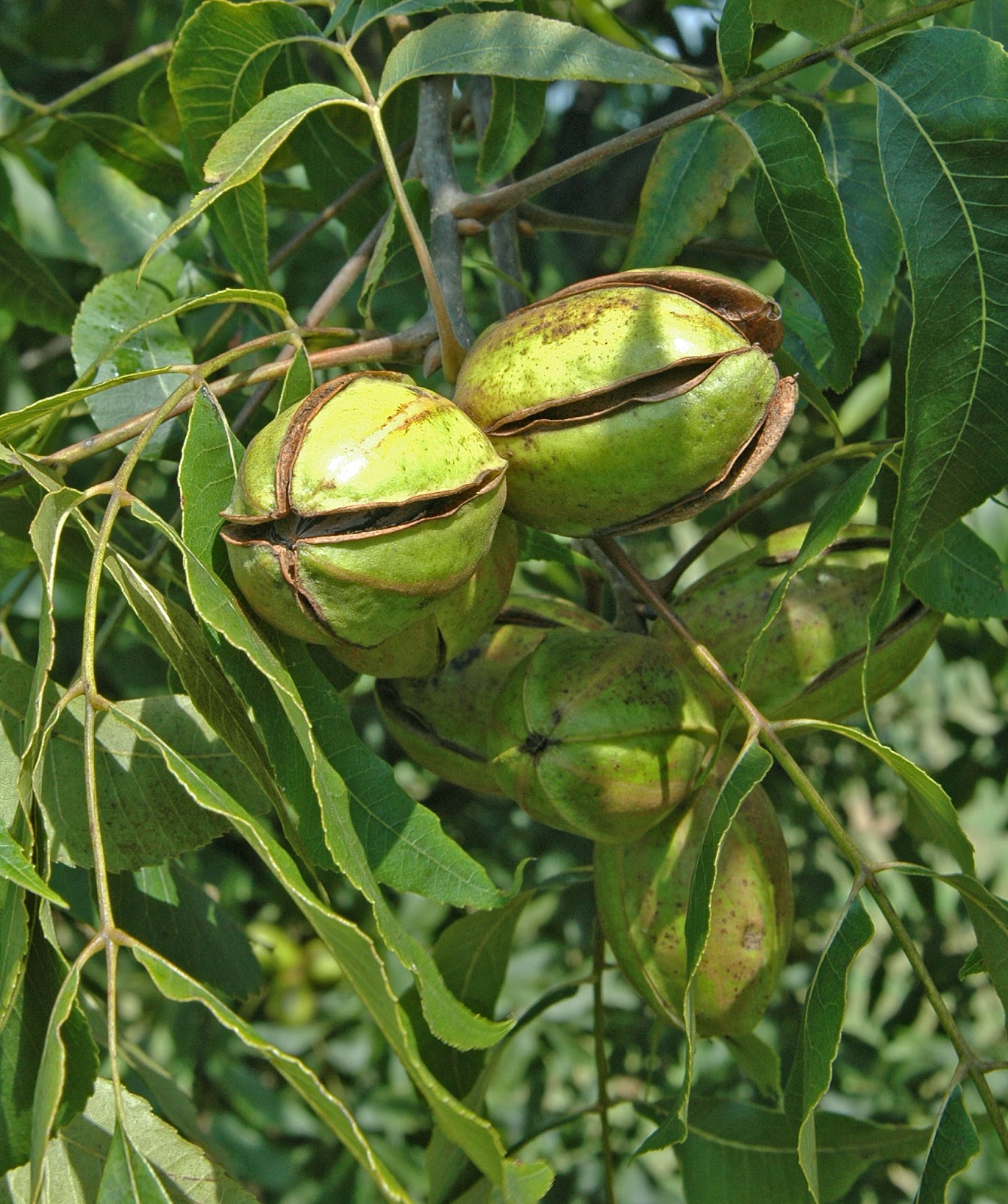 Northern Pecans: Judging the date of shuck-split