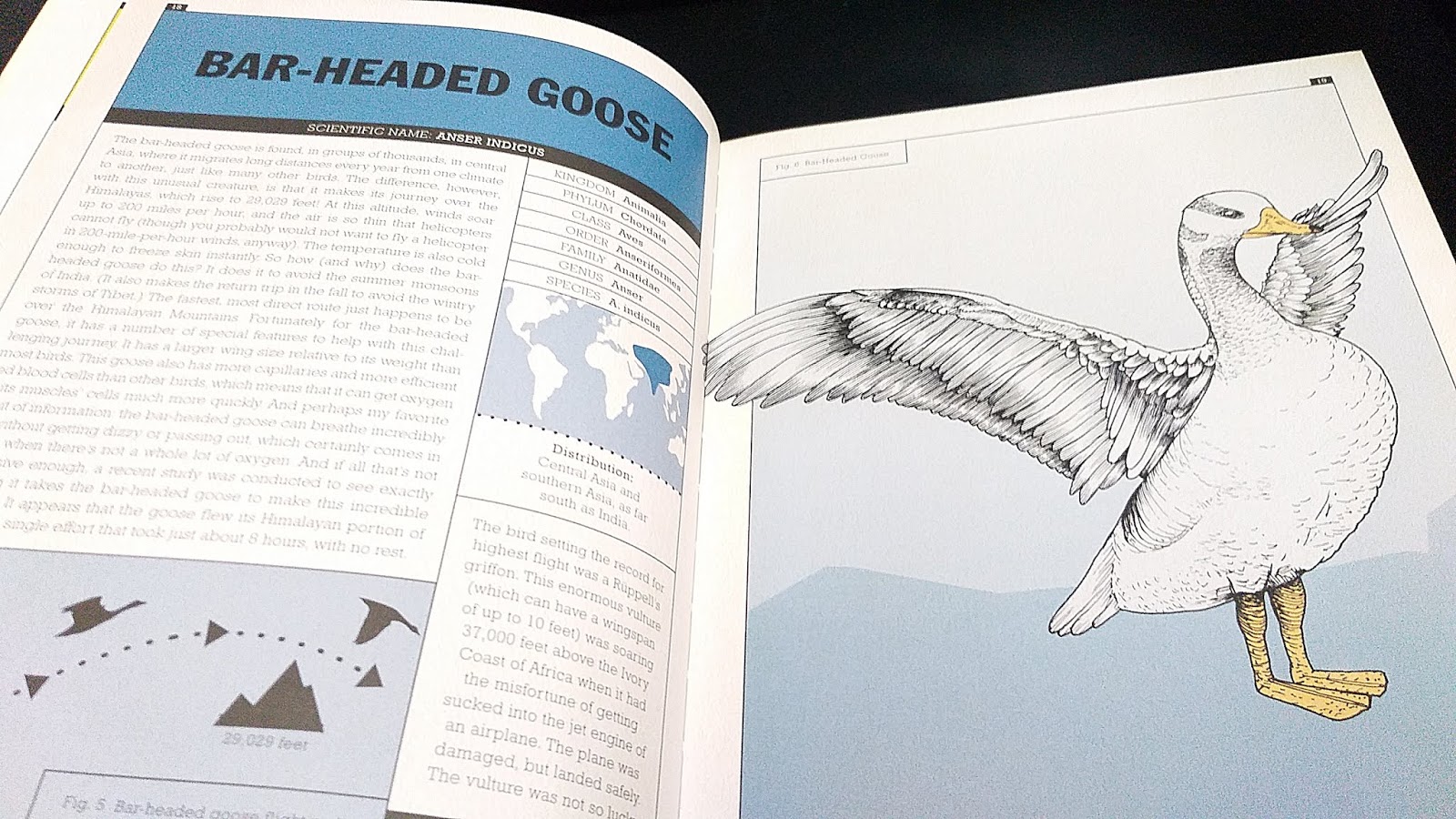 Kid Books Blog: 237.Unusual Creatures