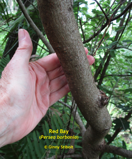 Green Gardening Matters: An update: red bay trees that died back from ...