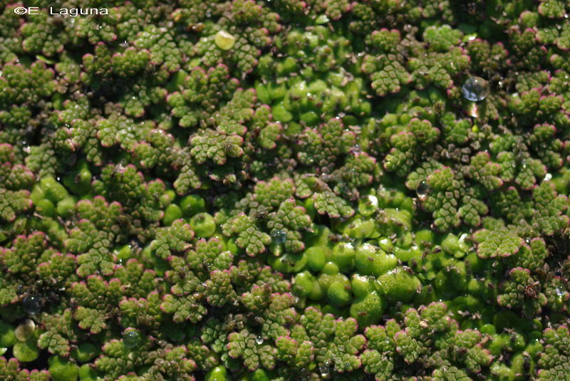 Flora Europaea: 0323 Azolla filiculoides