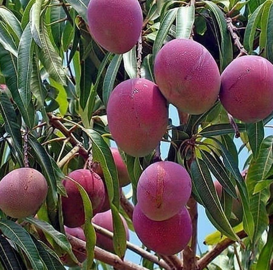 Jual Bibit Mangga Irwin Tanaman Unggul Jual Bibit Mangga Irwin Tanaman Unggul