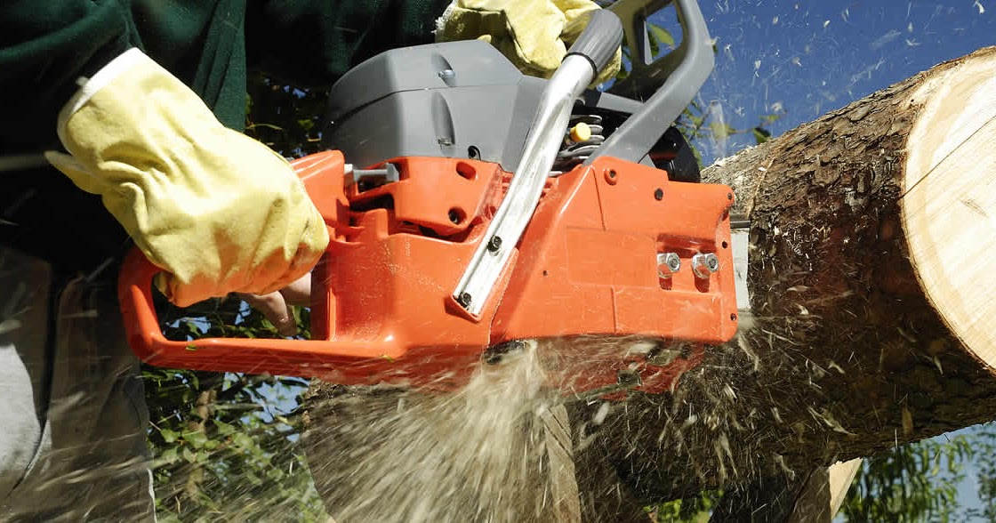 Tips on Choosing the Best Services for Tree Removal in Ferndale, MI - Focus