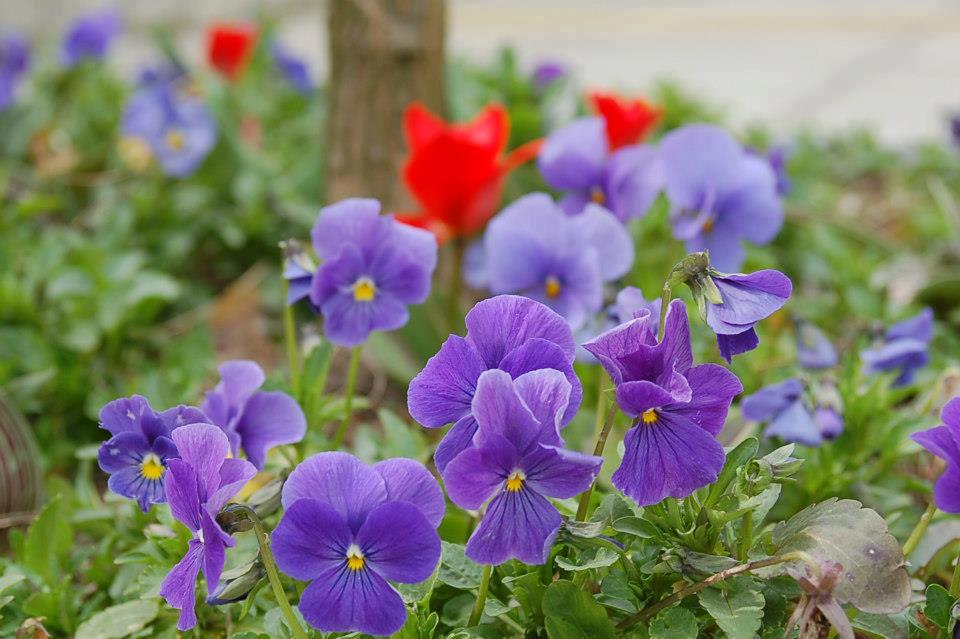 Темјанушка - Viola odorata - Билки Лековити и Народна Медицина