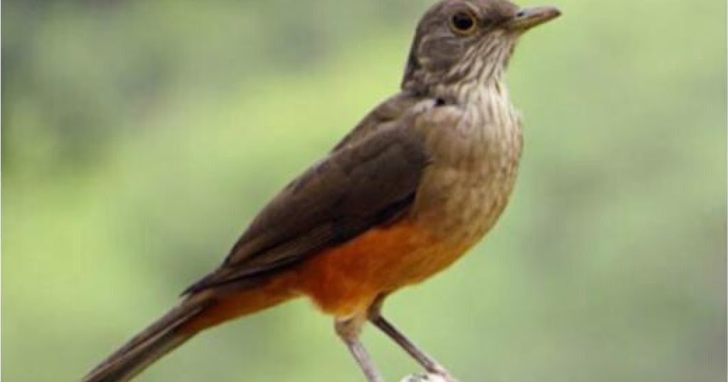 Folha de Chá: Conheça mais sobre o Sabiá