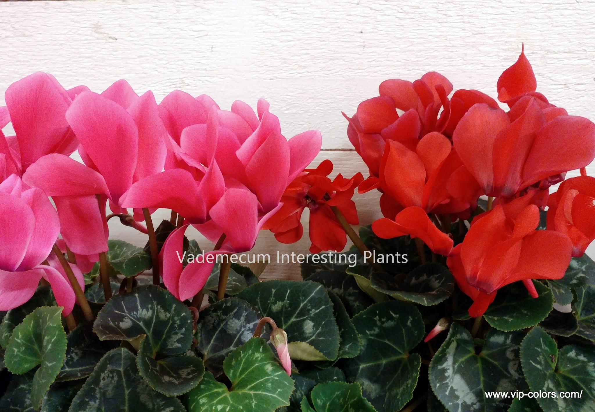 Vademecum Interesting Plants: Cyclamen persicum - Cyklamen perski - Cyclaam