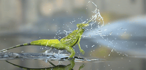 How "Jesus Lizards" Walk on Water? - BIODIVERSITY