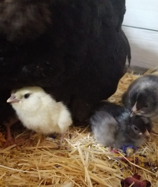 Chicken Coop Tour | Storage Area + Nursery - Fresh Eggs Daily® with ...