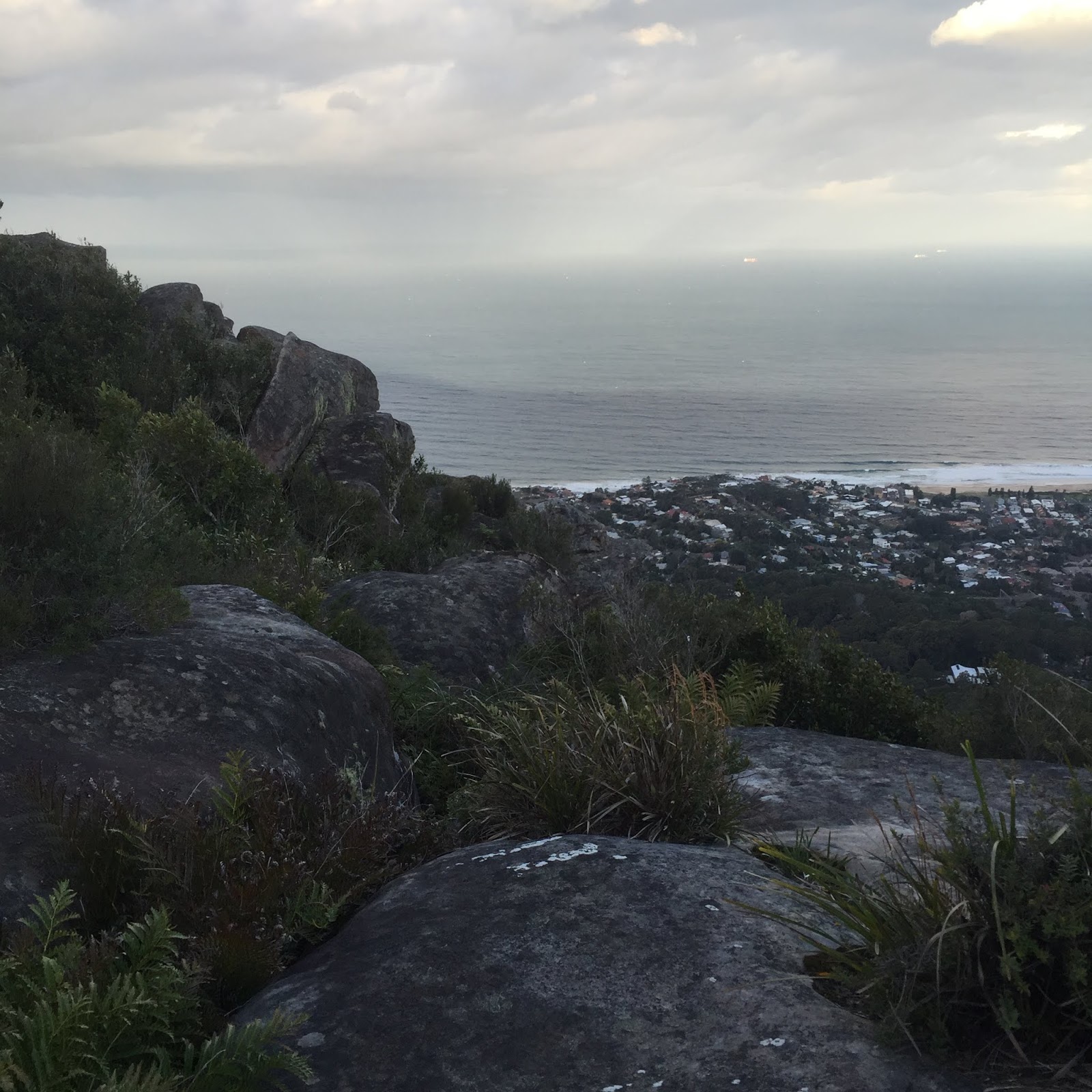 Celebrating: Sublime Point | Growing Illawarra Natives