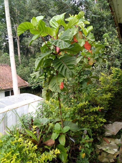 Foto, Fakta dan Khasiat Pohon Kina Yang Diklaim Jadi Obat Corona ...