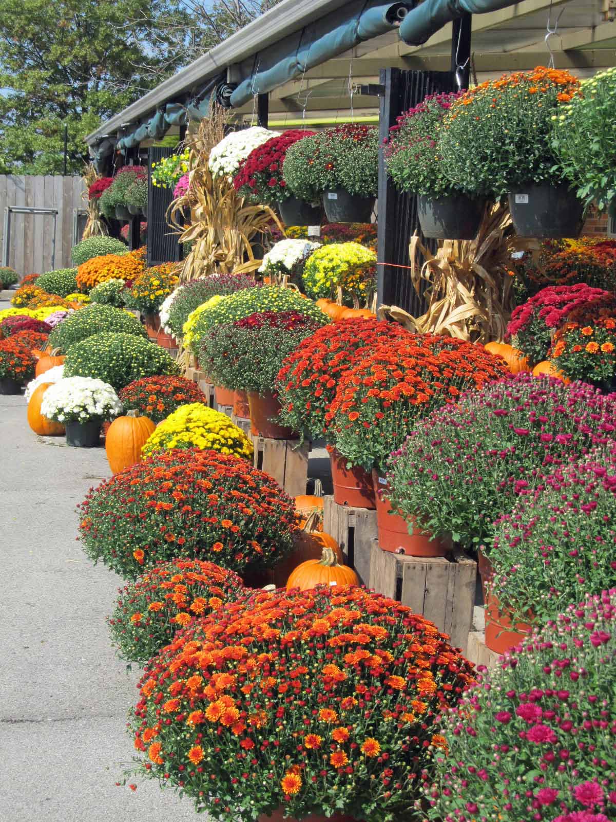 Summit Musings: Macro Monday - Mumpalooza!