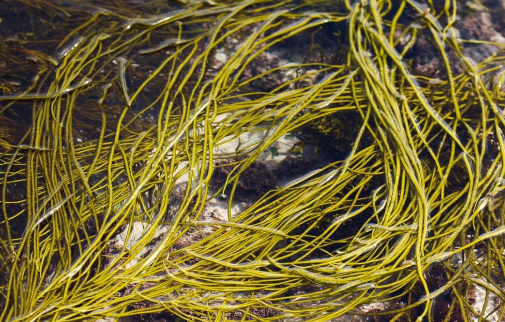 Behind the French Menu: Algue or Algue de Mer - Seaweed. Edible ...