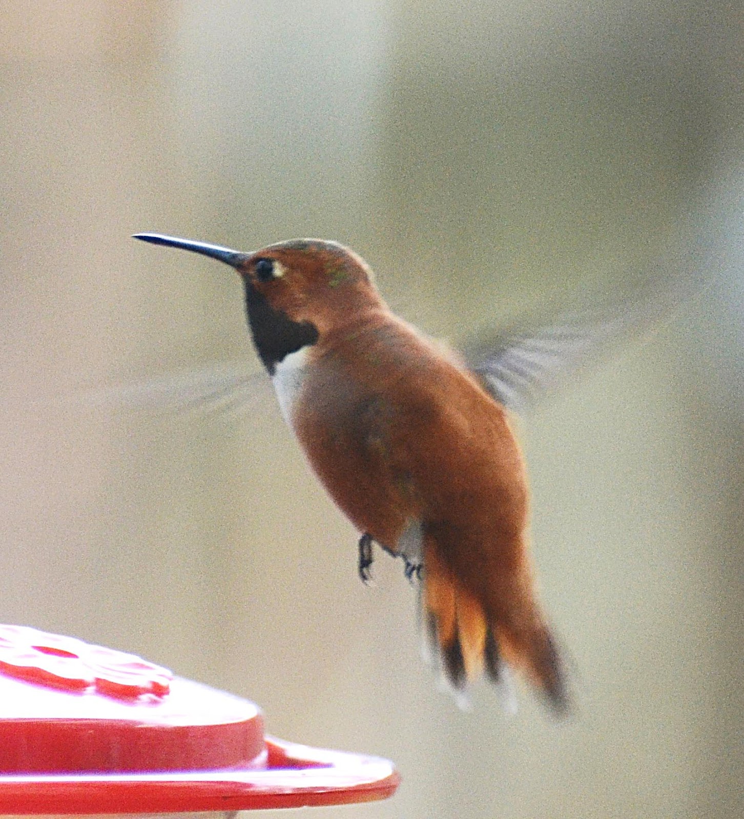 Oregon Backyard Birds, etc.: A Male Rufous Hummingbird Update