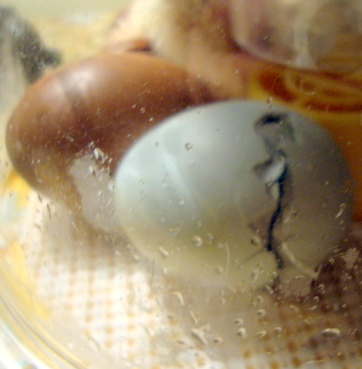 Let's Hatch Chicks! A Day-by-Day Egg Hatching Tutorial - Fresh Eggs ...