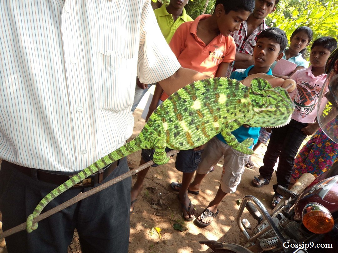 Lanka Gossip Site: ගල්ගමුවෙන් හමුවූ බෝදිලිමා