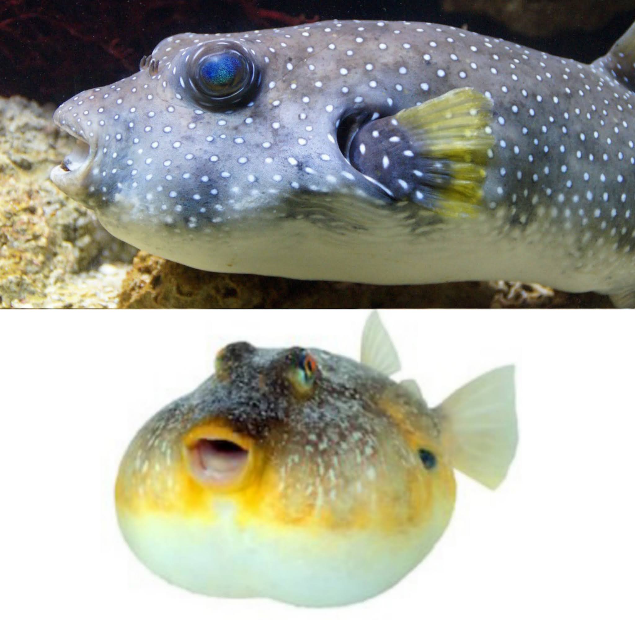 Interesting Facts About Bubblefish or Pufferfish (Tetraodontidae).