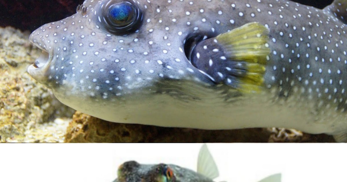 Interesting Facts About Bubblefish or Pufferfish (Tetraodontidae).