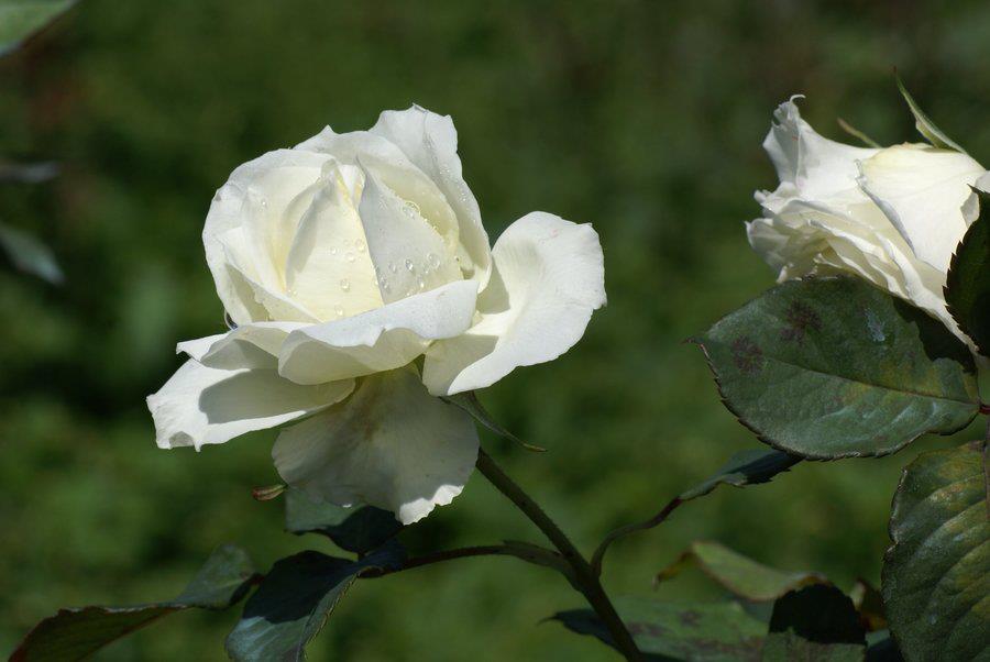 Mil flores: La Rosa Blanca