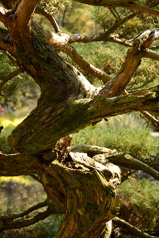 wanderlust ATLANTA: Japanese Maple Tree Festival 2016