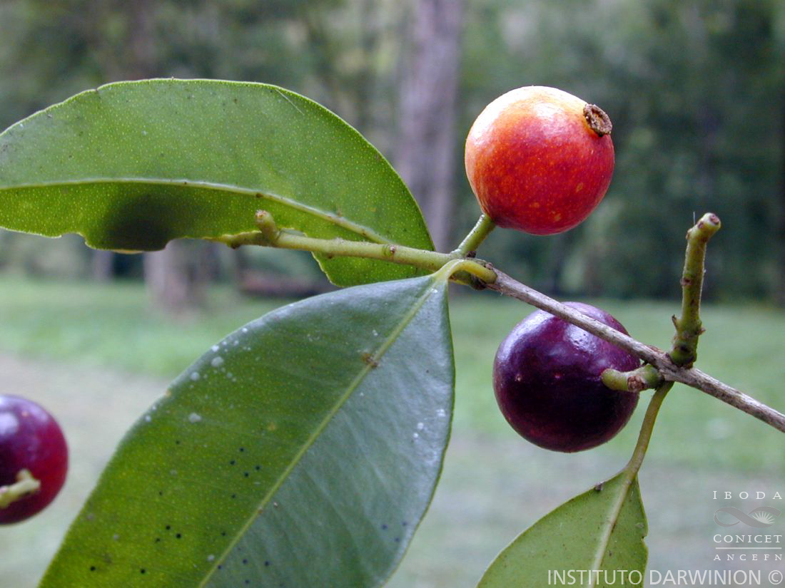 Argentina nativa: Ibaporoití (Plinia rivularis)