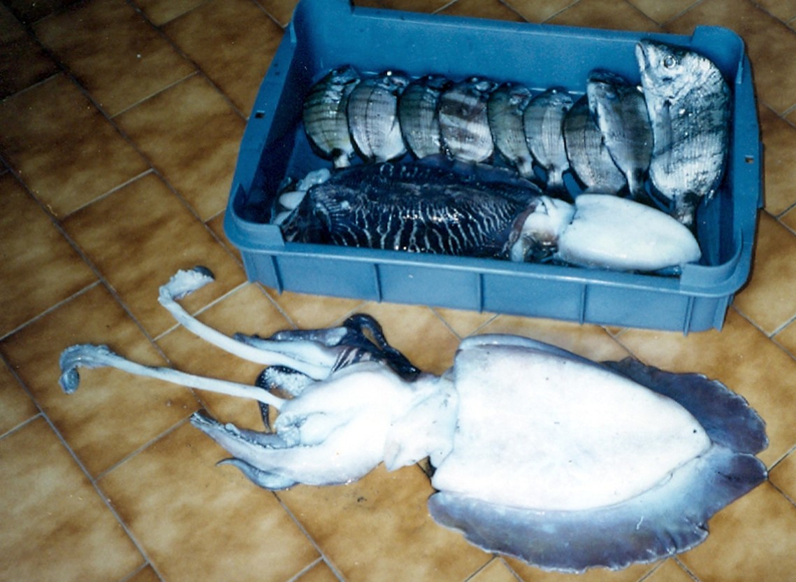 Pesca aos chocos - A próxima temporada prepara-se agora!