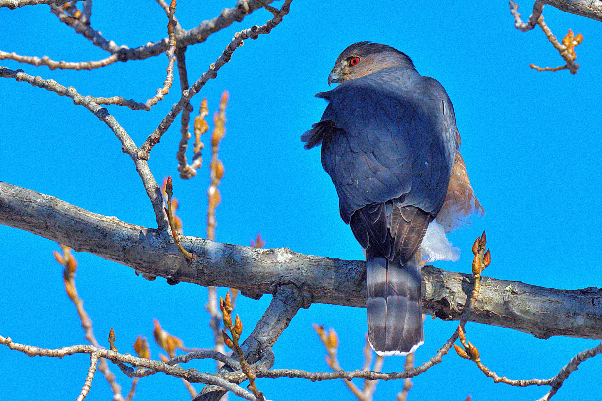 Den'sphotogallery: A "Wicked" Week Watching Hawks in Southern New Hampshire