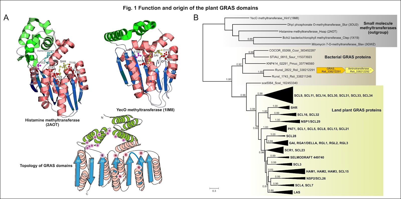 Research Highlights of the Aravind group: New direction on the function ...