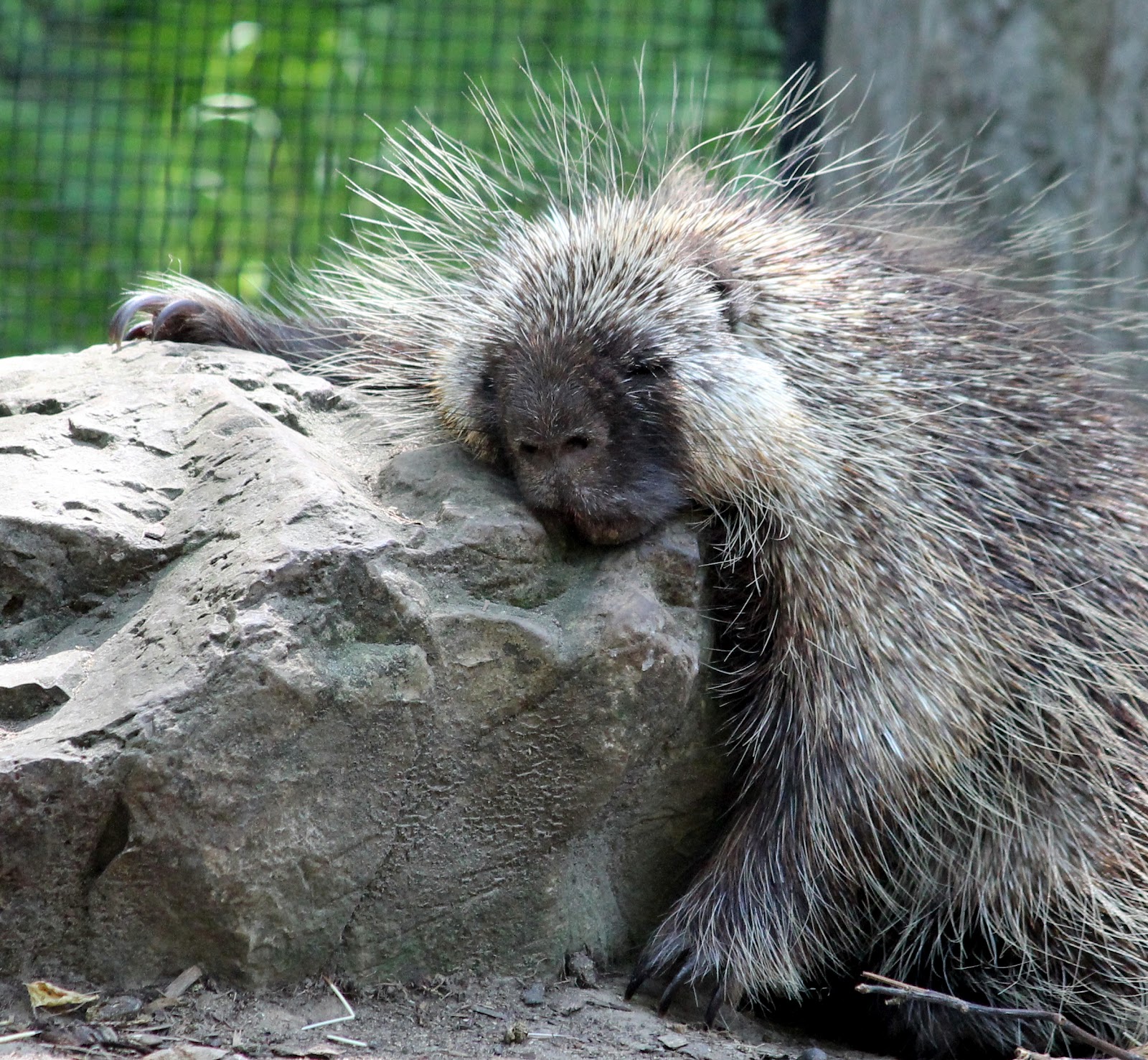 Saindonésie: Apprécier la faune du Québec