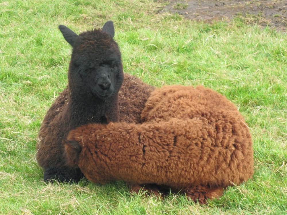 Westhill Alpacas: Fat sheep and over excited alpacas