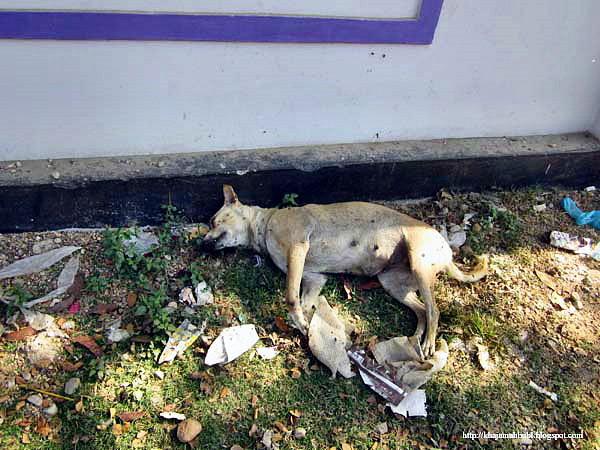 If you do not mind: A dead dog rotting..The mayor and the people