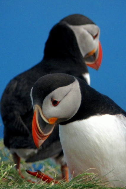 Tom Hince - Adventures with Birds & other stuff: NEWFOUNDLAND ...