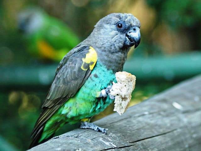 Uganda Yellow Shouldered Parrot Facts - House Birds