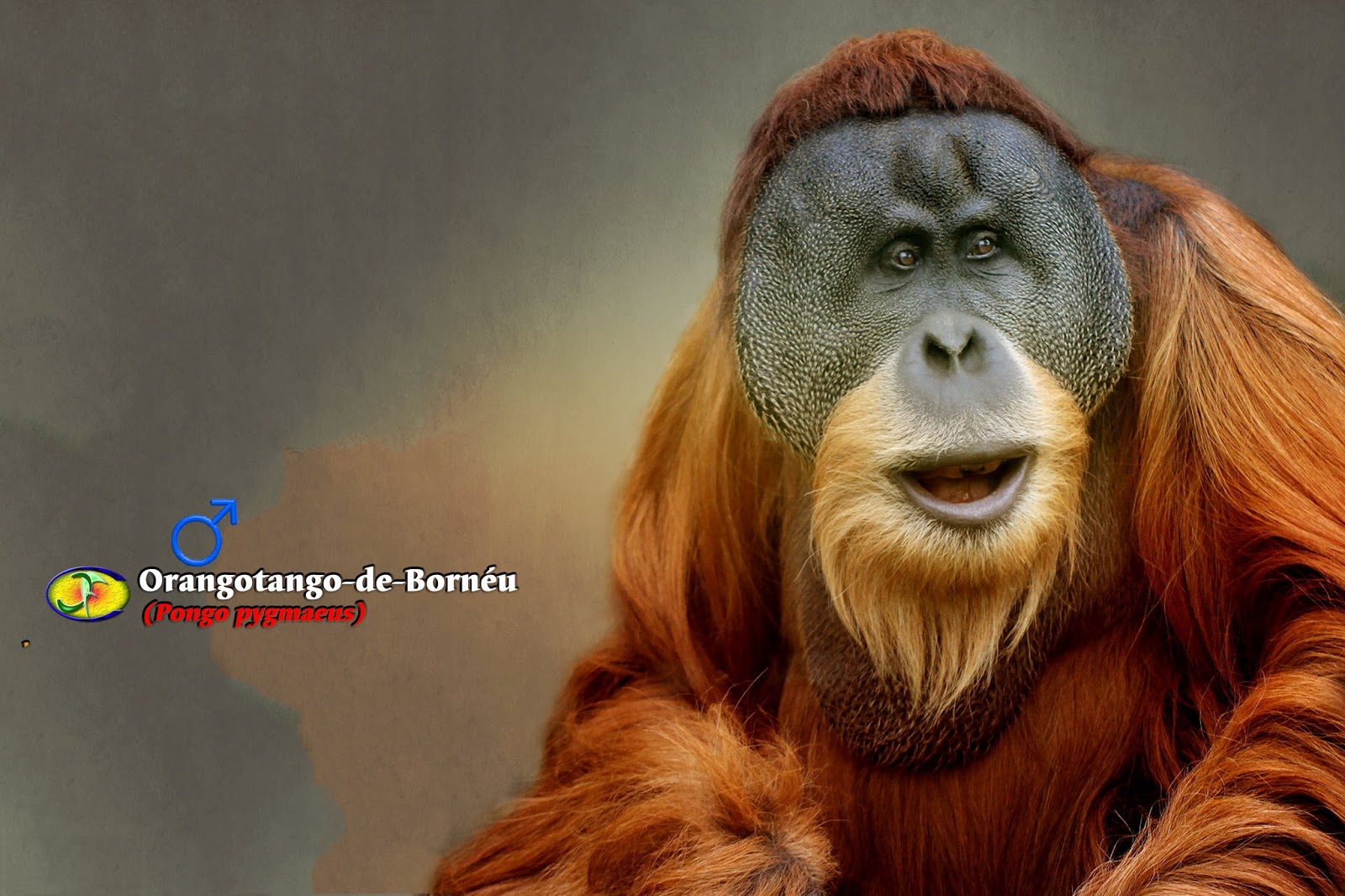 Zoologia: Orangotango-de-Bornéu (Pongo pygmaeus)