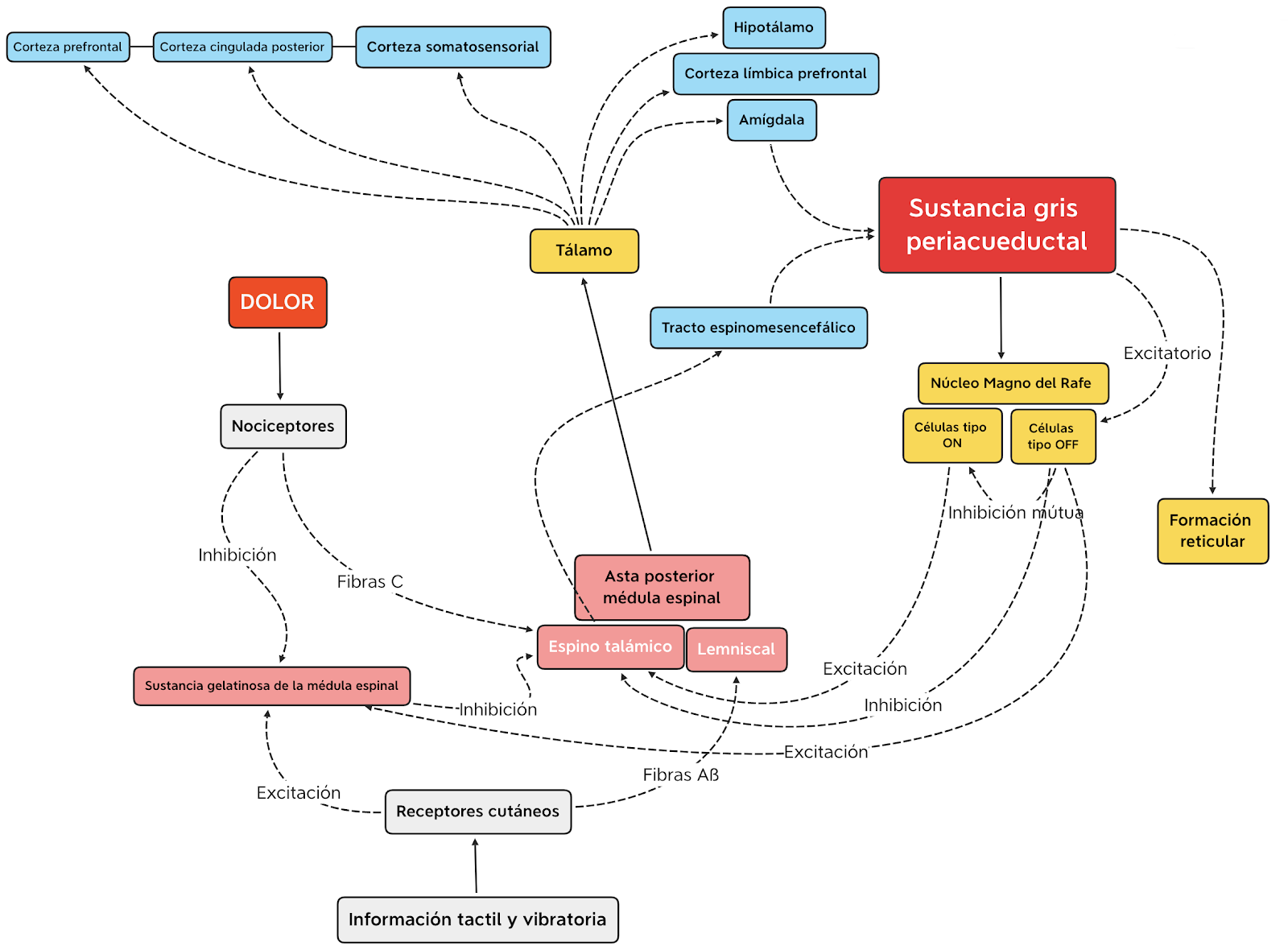 Neurofisiología del dolor. Modulación del dolor y sistemas moduladores ...