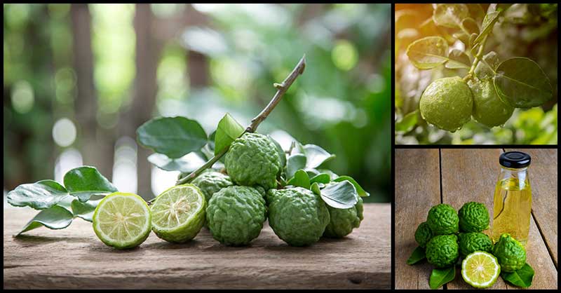 Health Benefits of Bergamot | Dr Farrah MD