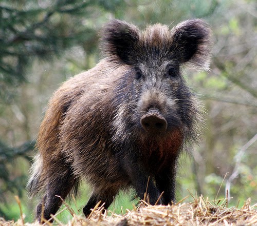Wild Boar Swine | Hunting Information & Pictures | All Wildlife Photographs