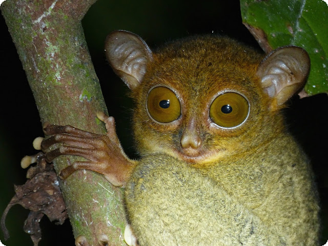 Criaturas Incríveis®: Tarsius