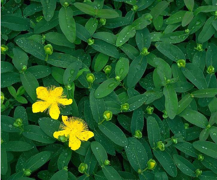 Beechwood Landscape Architecture and Construction: Creeping St ...