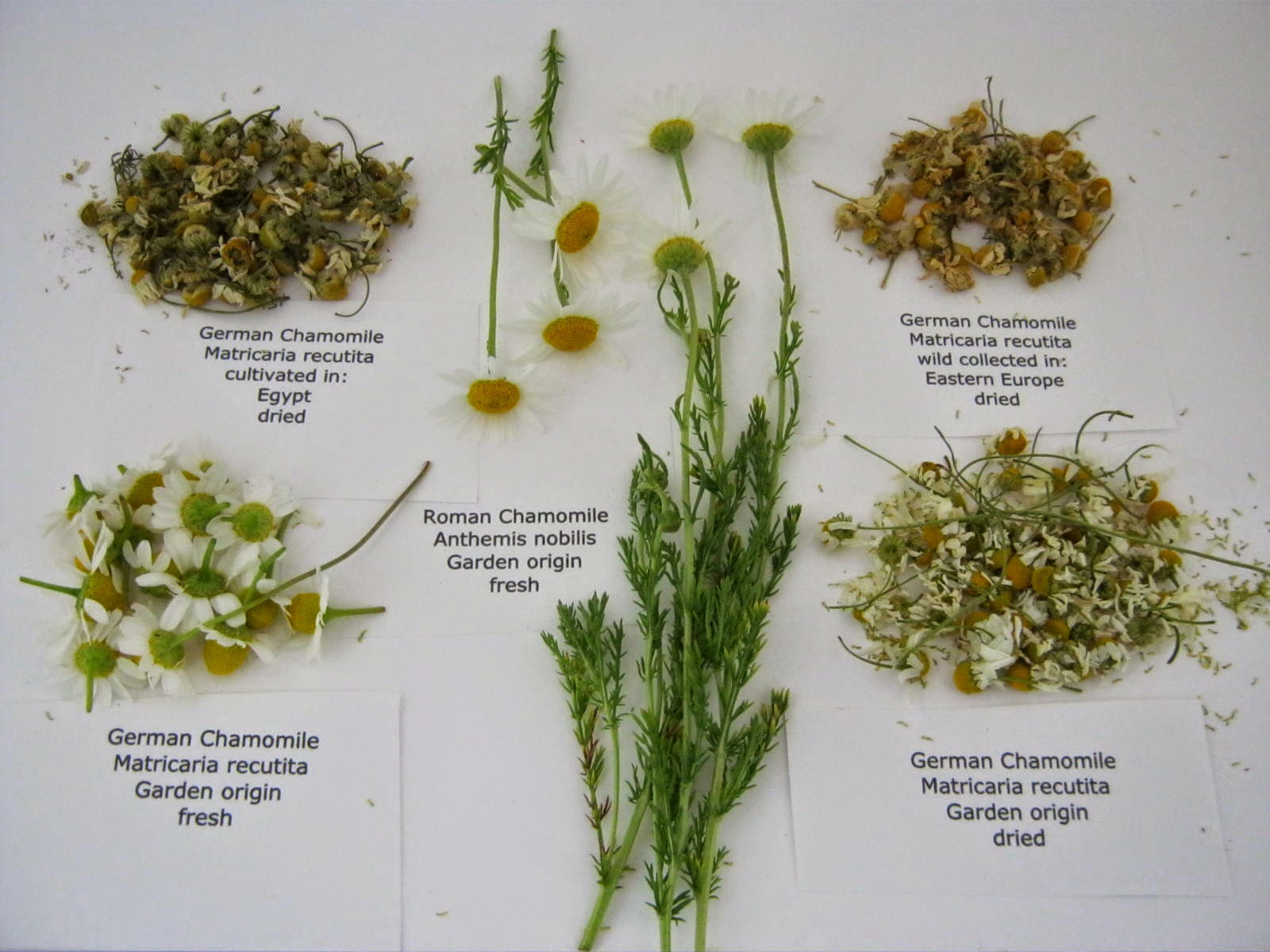 Everything Essential Oils; Recipes, Uses and Safety: Roman Chamomile ...
