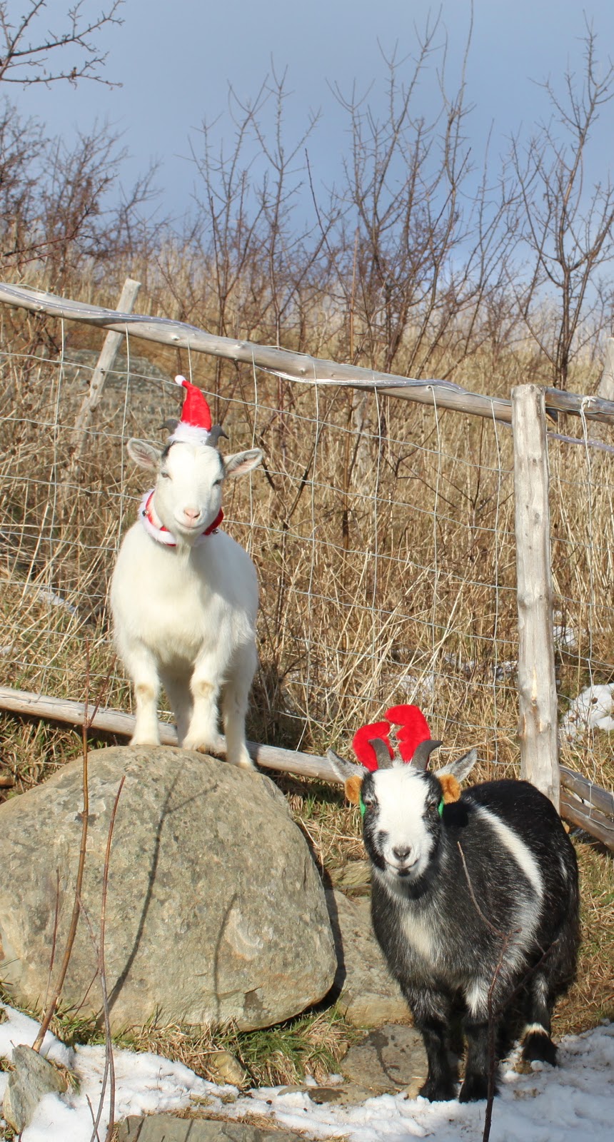 The Grumpy Goat Gallery