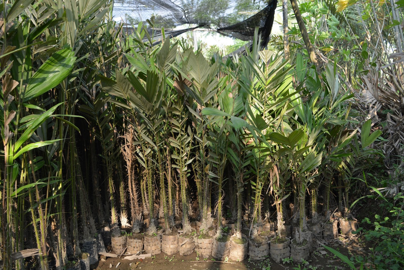 Bibit Salak Pondoh Unggul Madu Super Organik Turi Sleman Yogyakarta ...