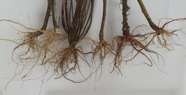 Stitch Loop: A hedgerow of roots