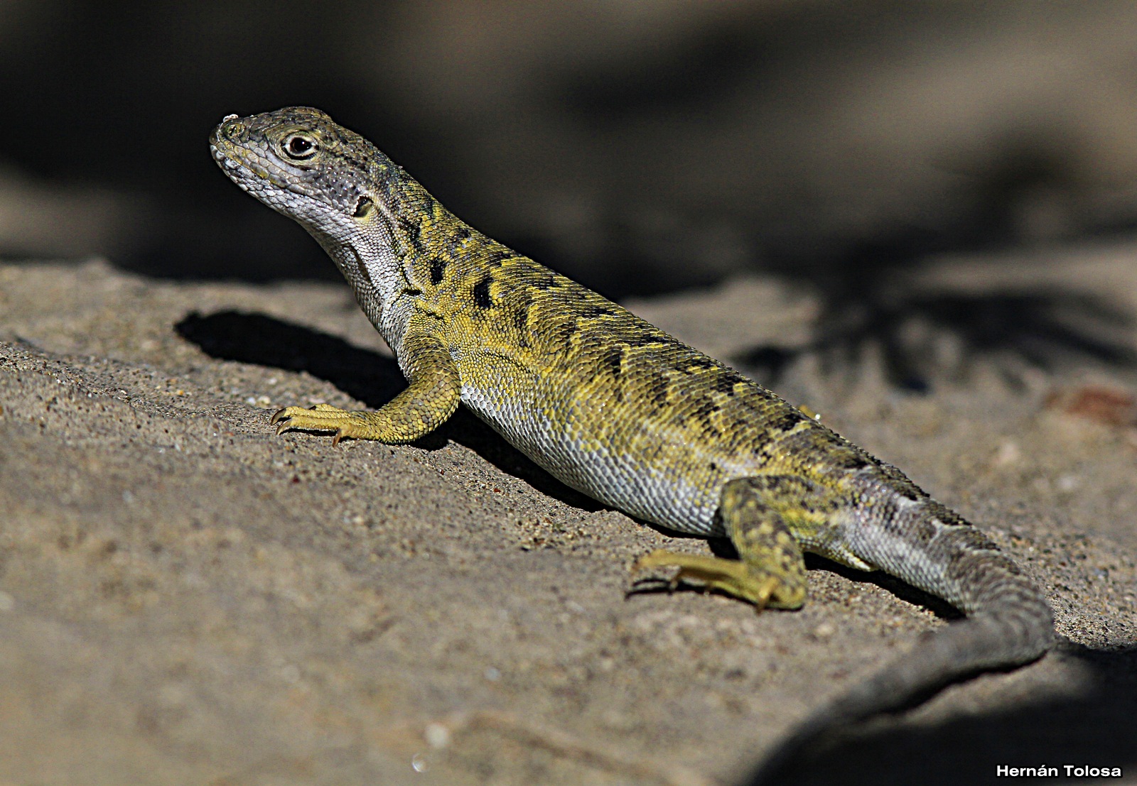 Patagonia: (Liolaemus melanops)