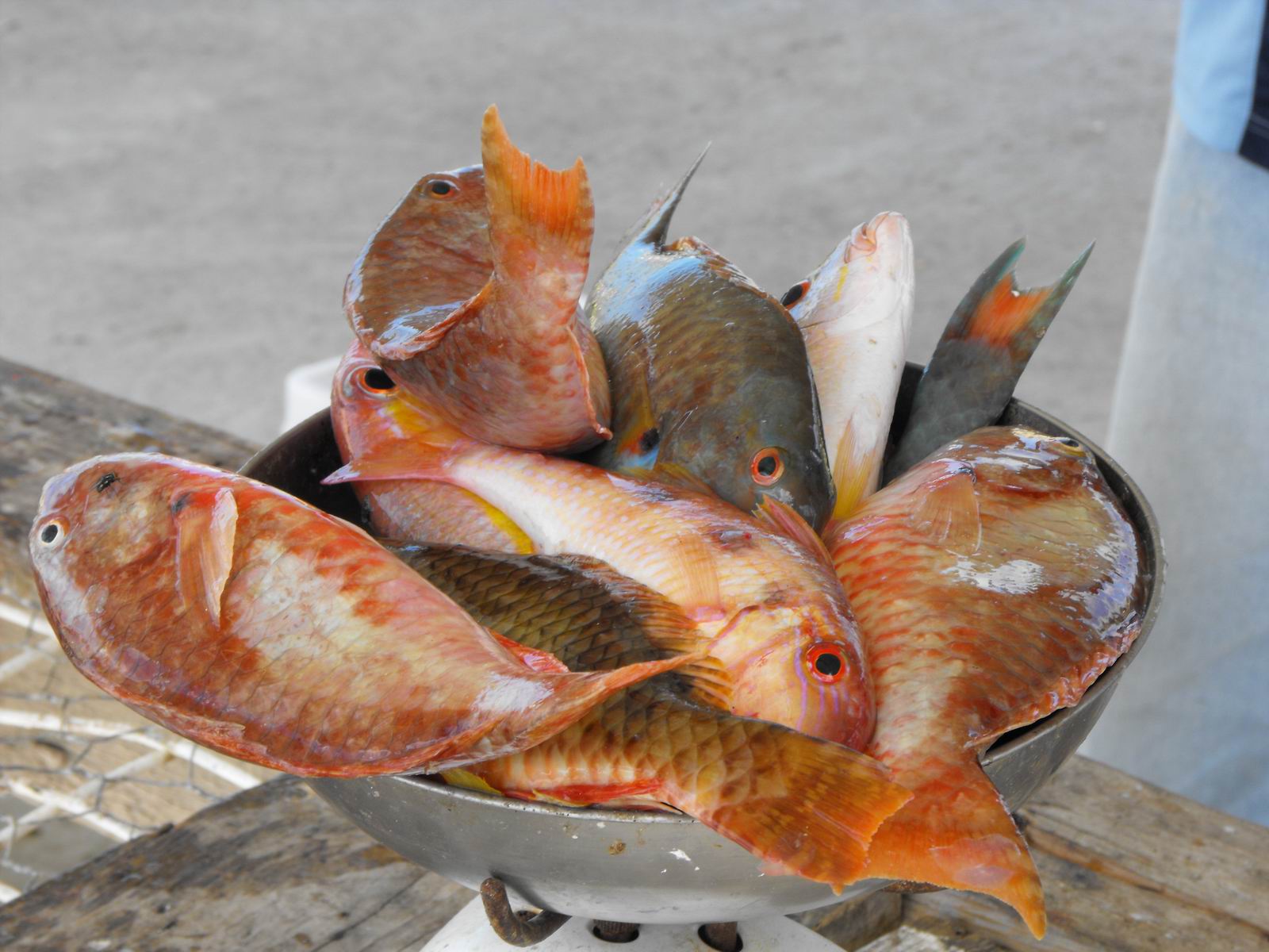 Des poissons rouges et des orphies de la Guadeloupe