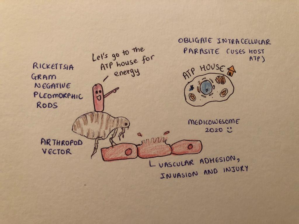 Medicowesome: Rickettsia mnemonic
