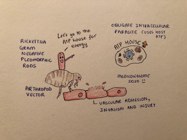 Medicowesome: Rickettsia mnemonic